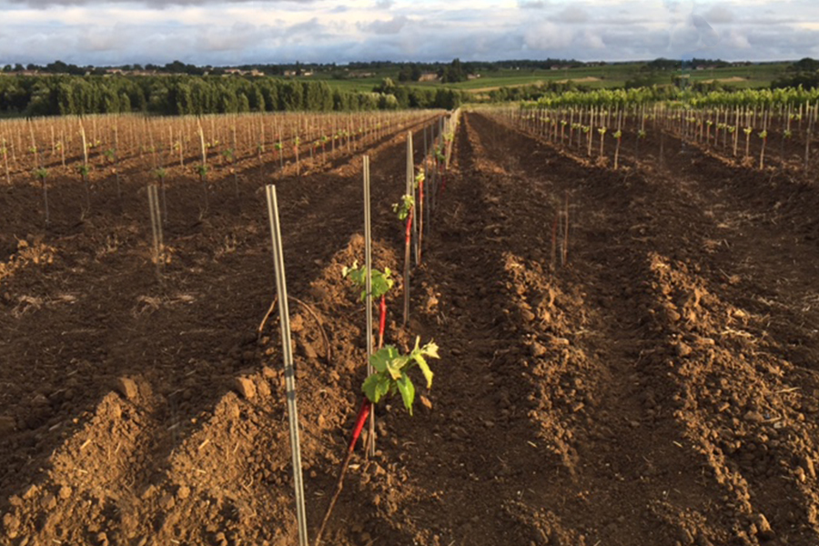 Planting vines | Chateau Maine Gazin
